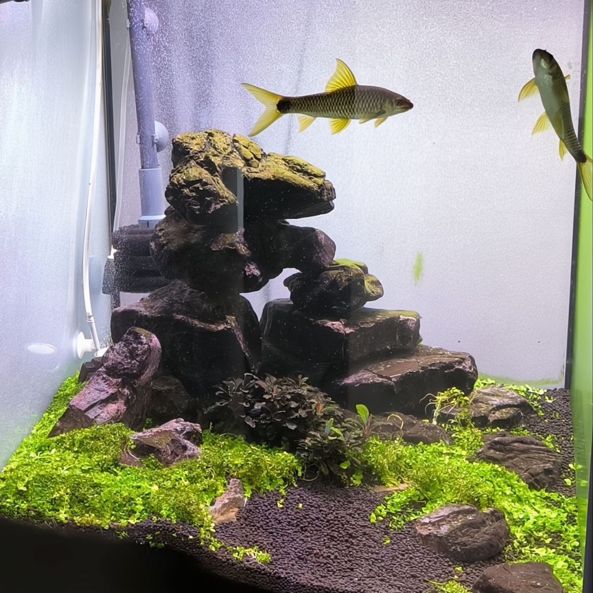 Водорослеед сетчатый