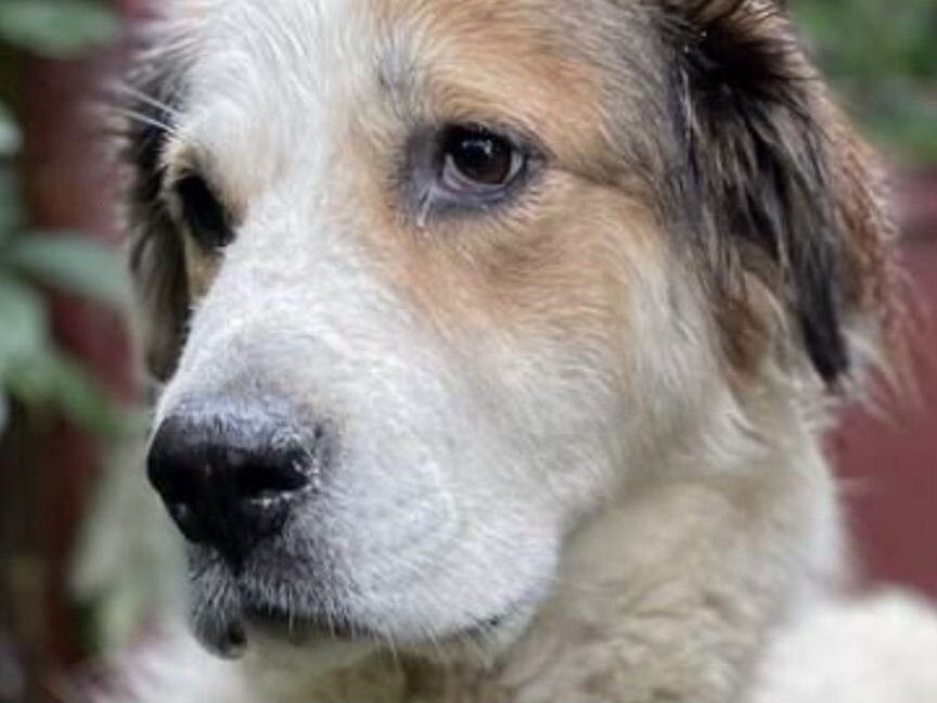 Собака девочка в добрые руки