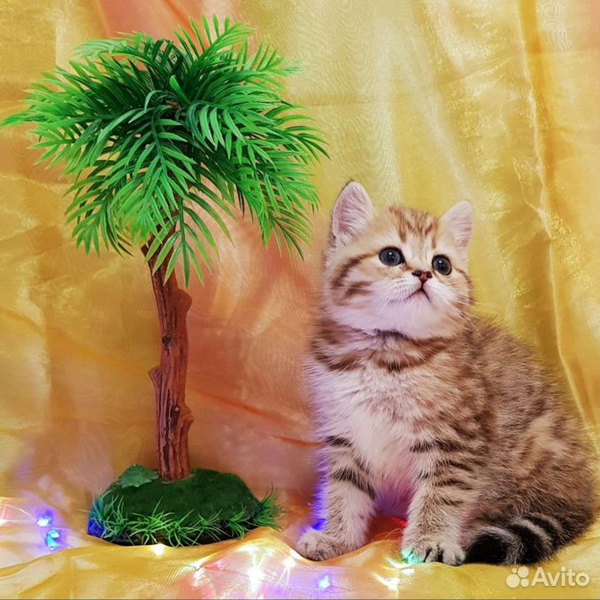 Девочка шотландка, золотая