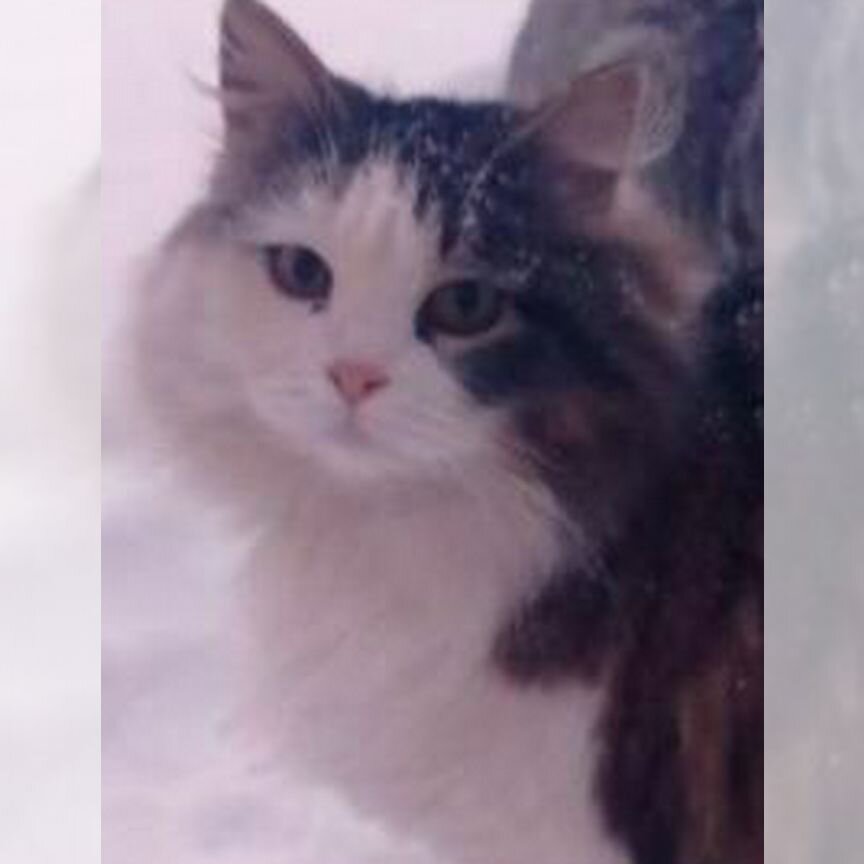 Взрослая, кошка в добрые руки