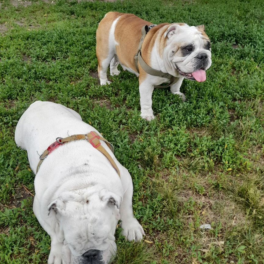 Английский бульдог в добрые руки