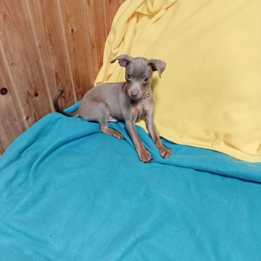 Лиловый тойчик