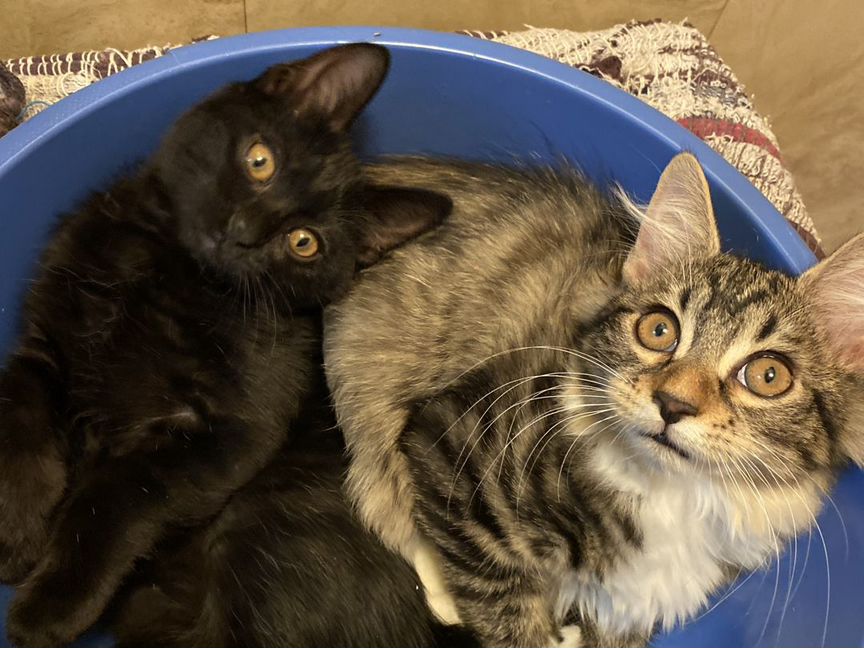 Котята курильского бобтейла
