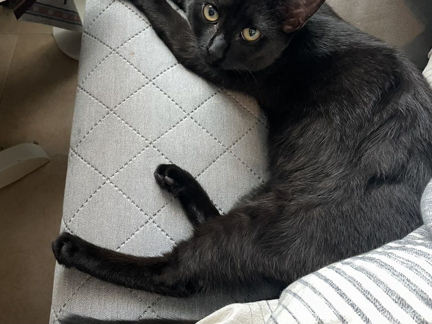 Кошка черная