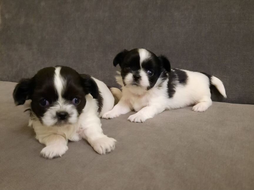 Симпатичные девчонки