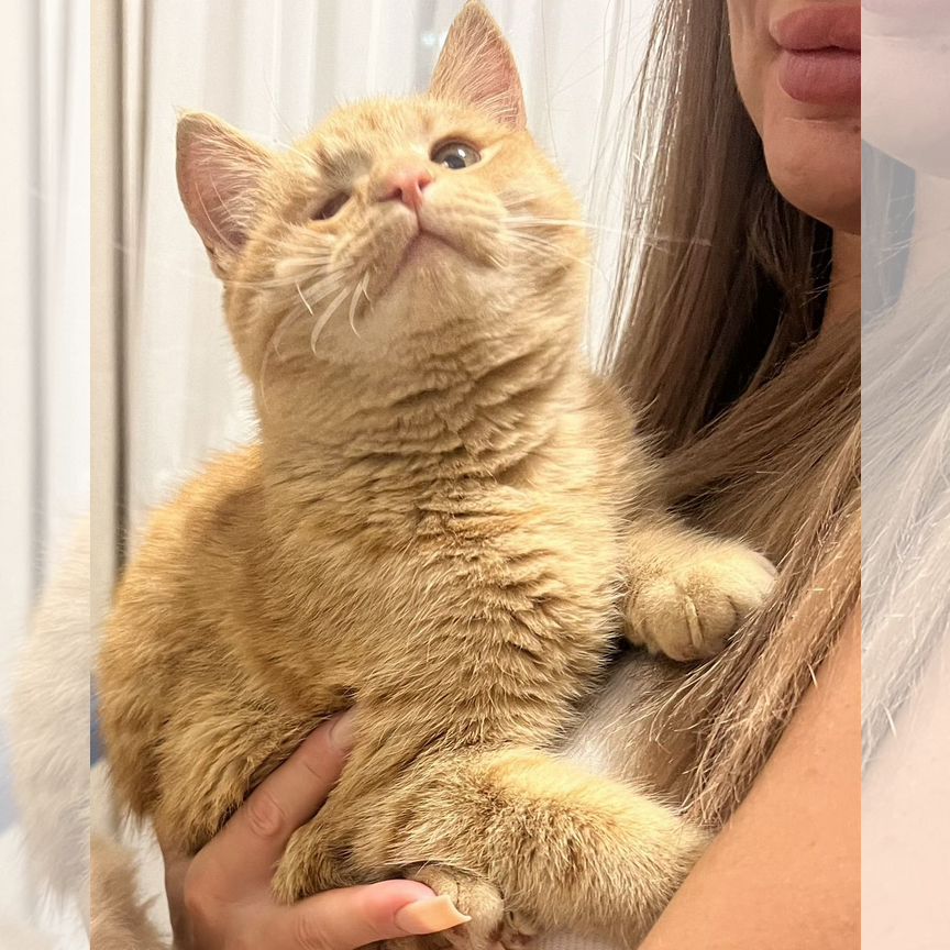 Котёнок в добрые руки