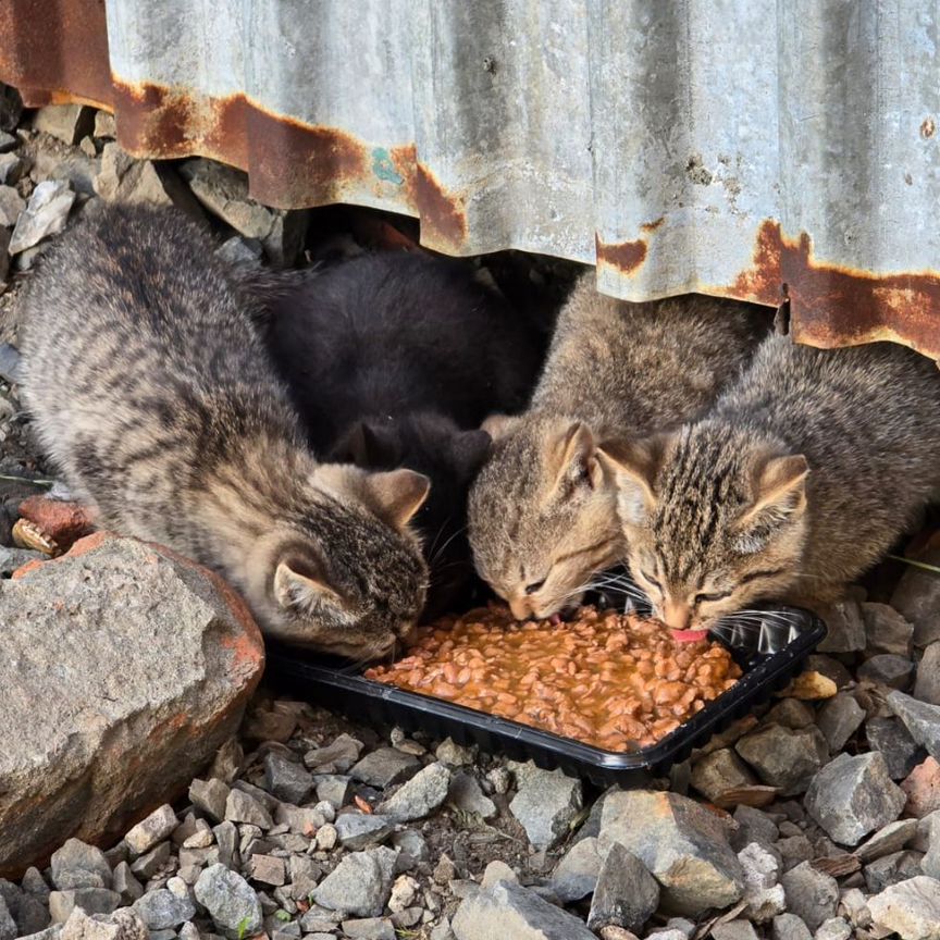Котята
