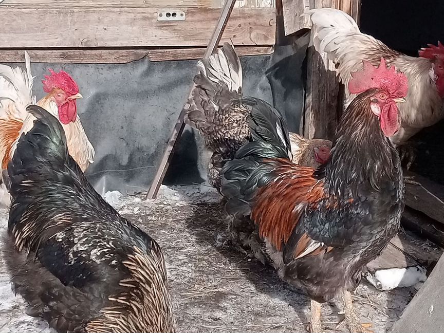 Молодой Петух