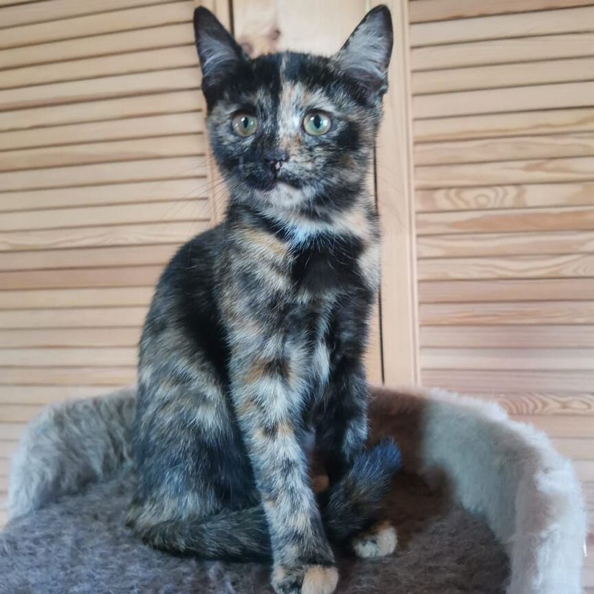 Котенок-девочка в добрые руки