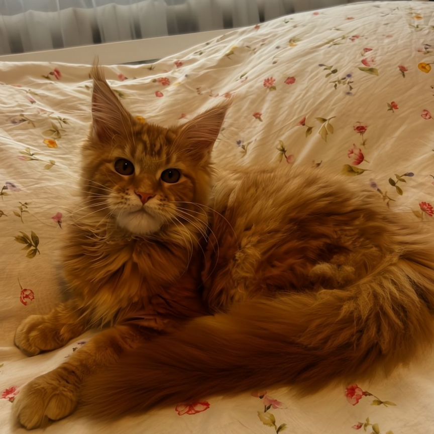 Мейн-кун котёнок