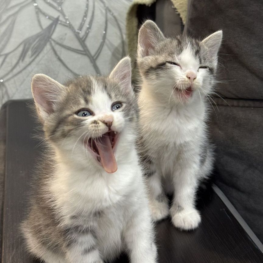 Милашки котята