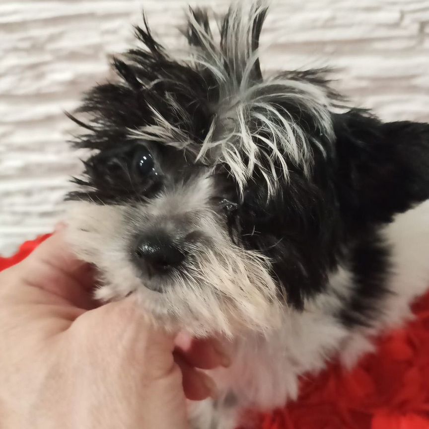 Йоркширский терьер, щенок