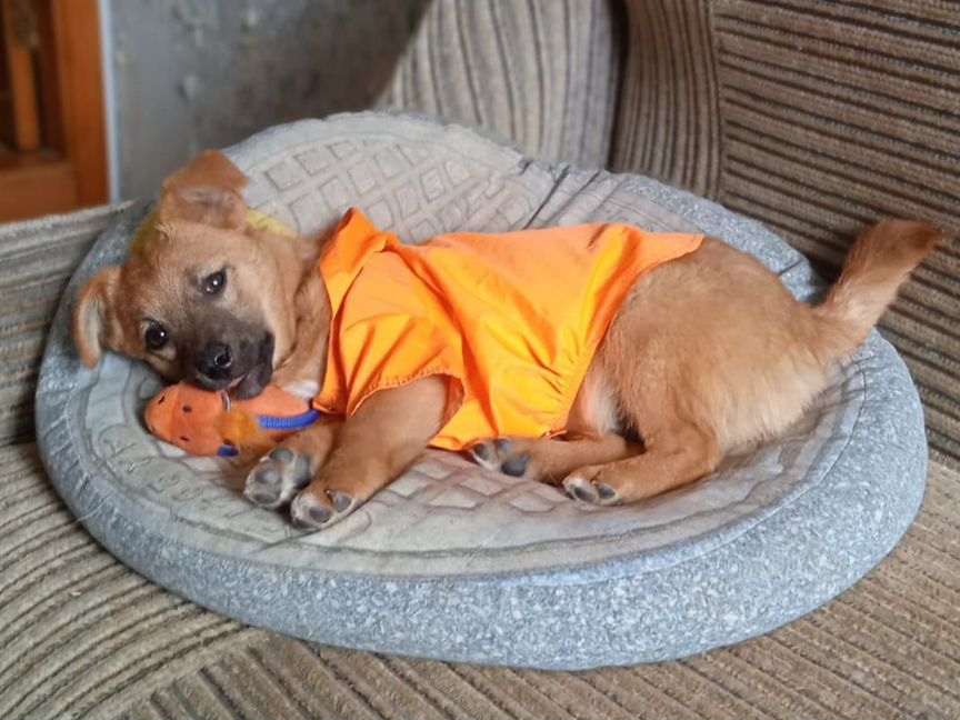 Щенок в добрые руки