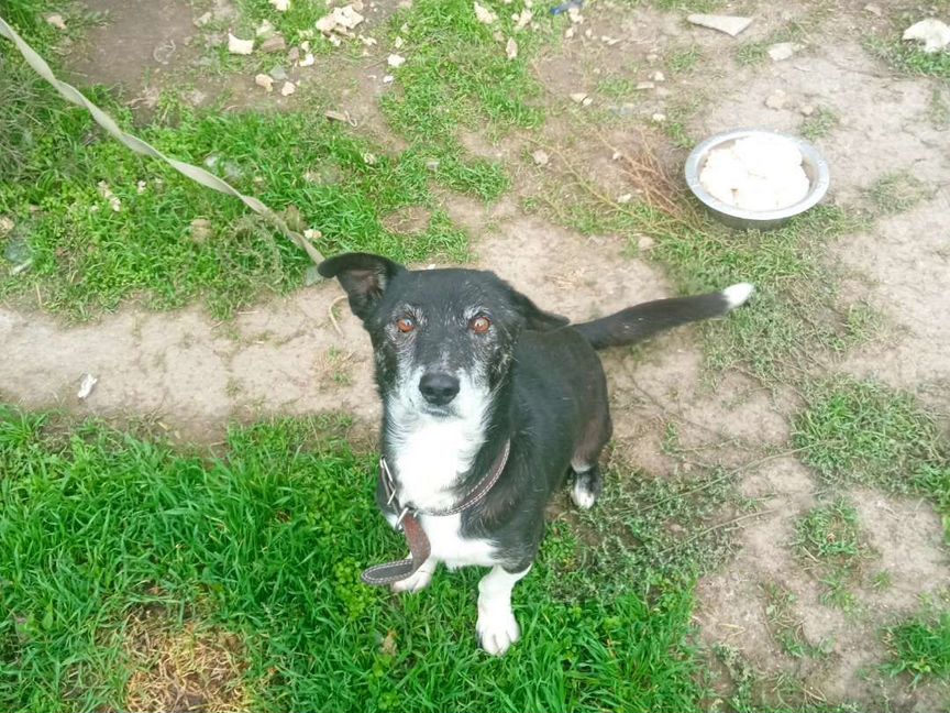 Собака в добрые руки