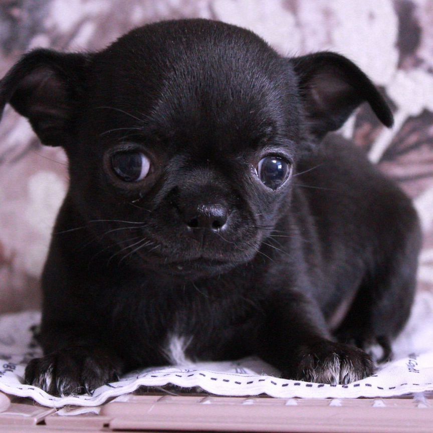 Чихуахуа, щенок