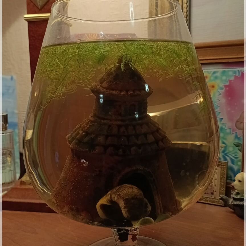 Аквариум с домиком