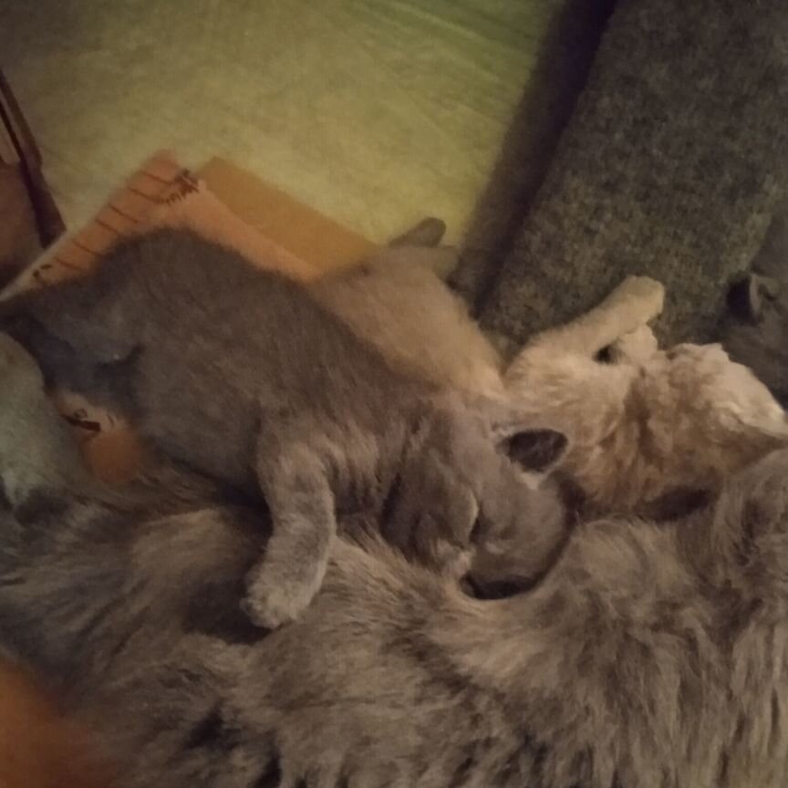 Британские котята