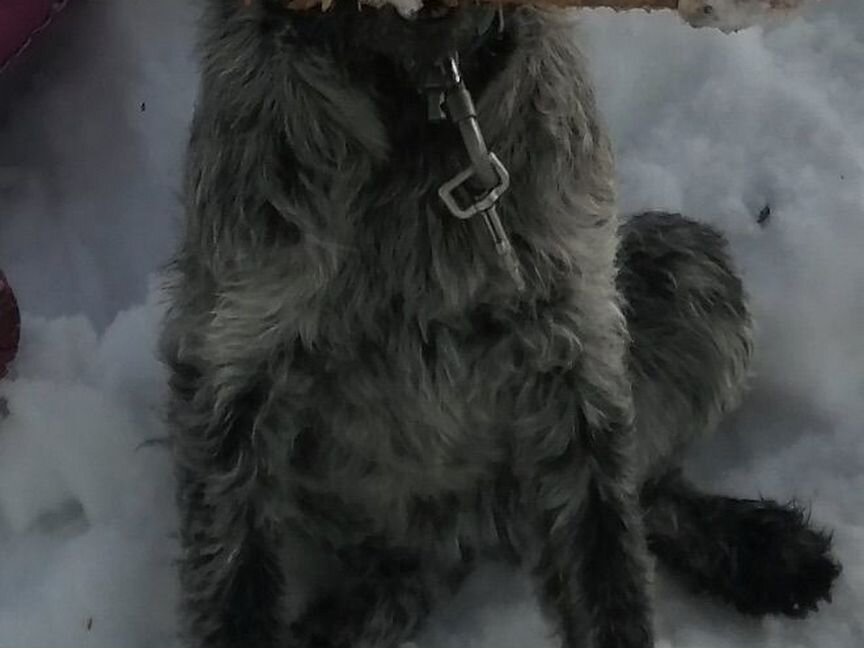 Собака дратхаар