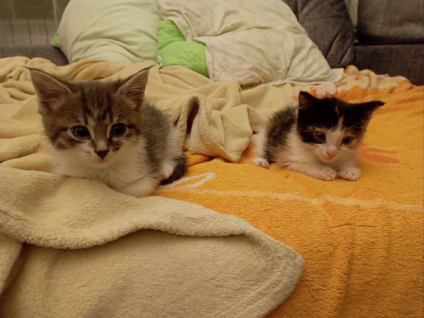 Котятки в добрые руки