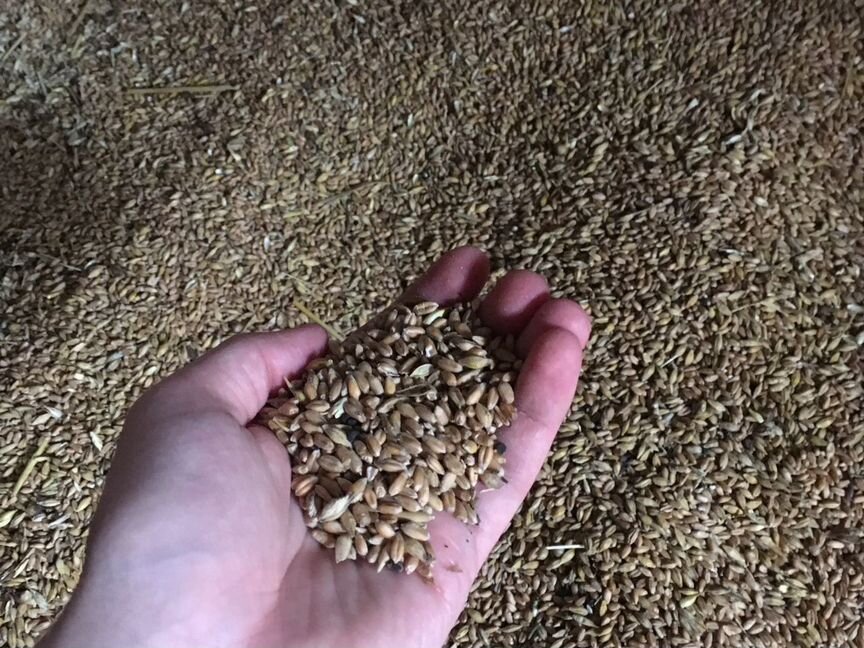 Пшеница - фураж, овес