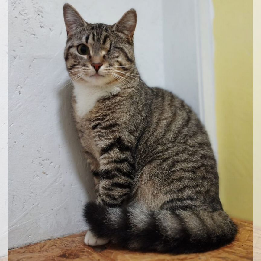 Кошки в добрые руки