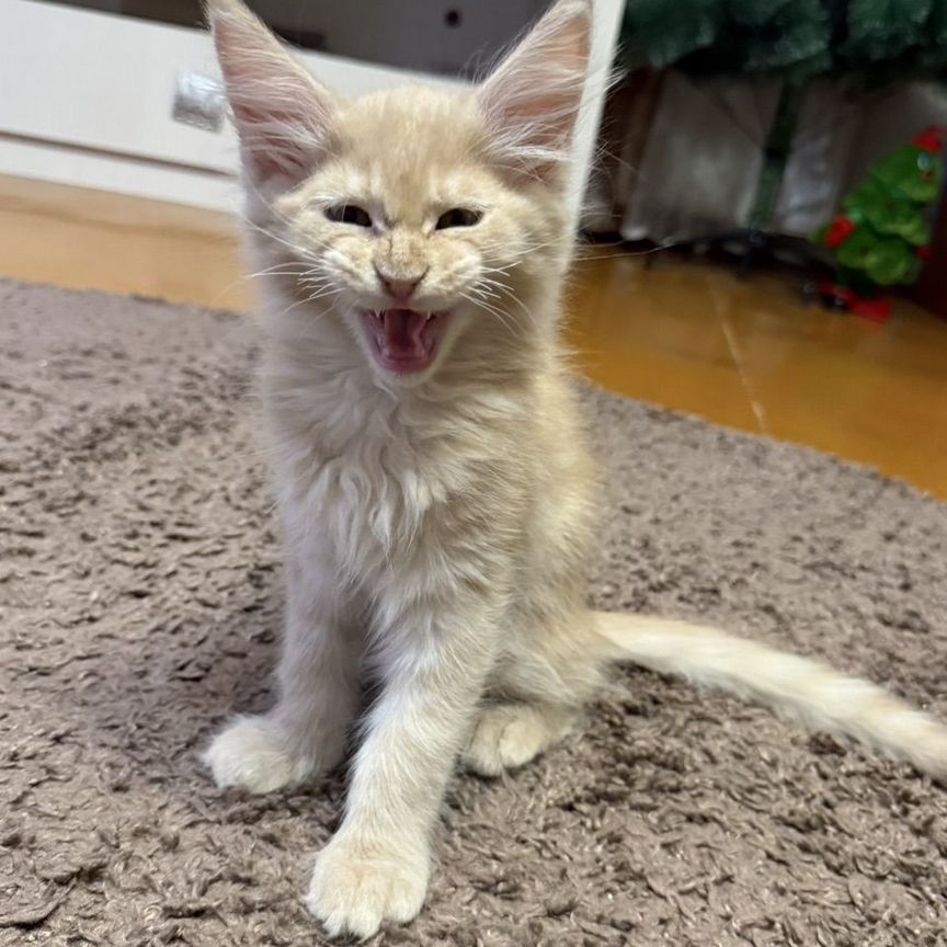 Мейн-кун котёнок