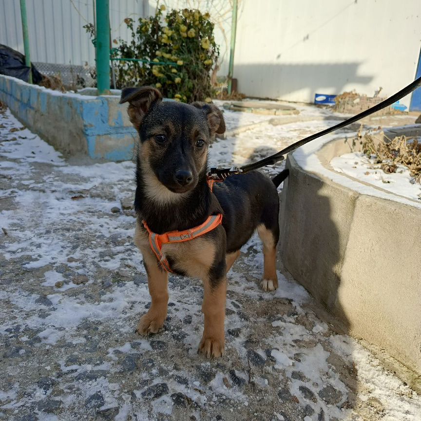 Щеночек в дар