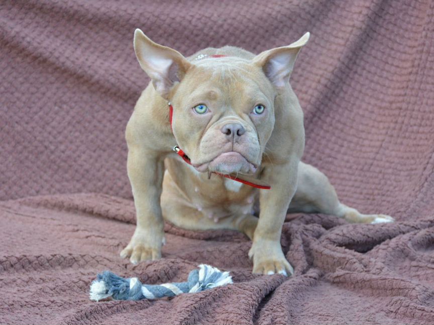 Американские булли девочка и мальчик