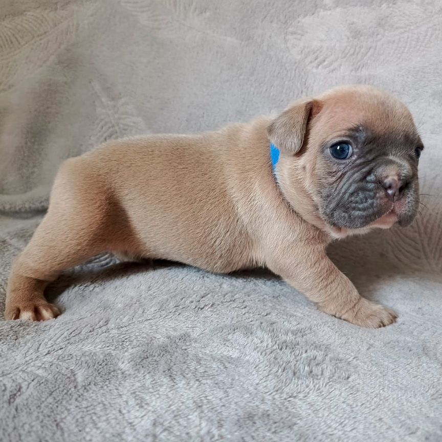 Французские булички