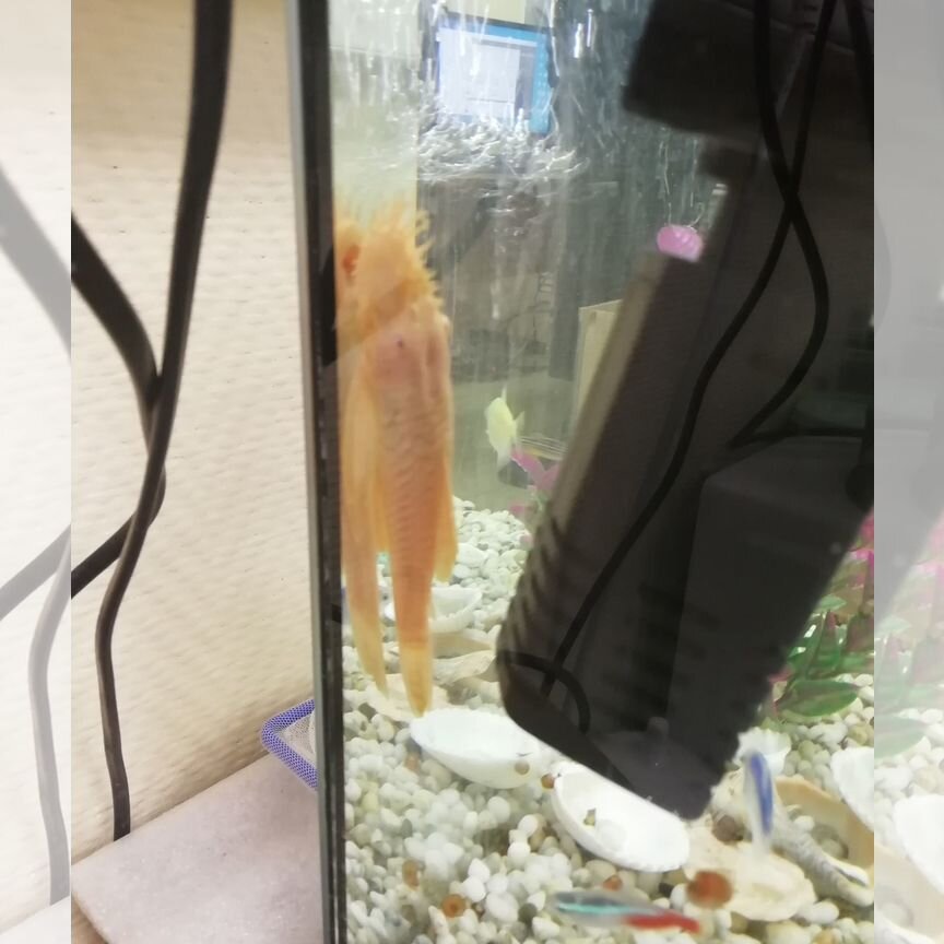 Сомик анциструс