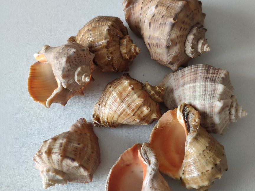 Ракушка рапан 8 шт