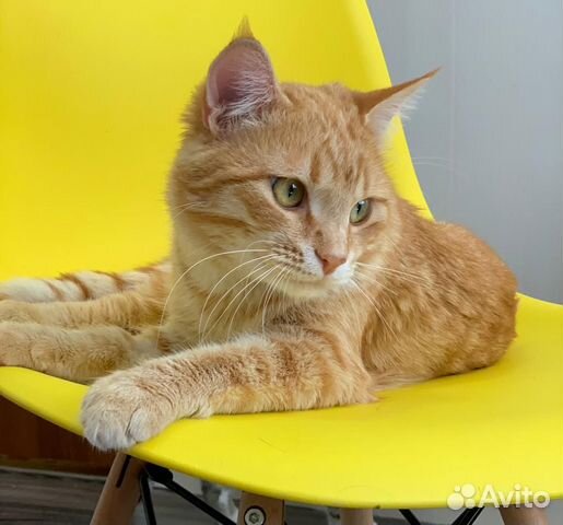 Кот рыжий красавчик в добрые руки
