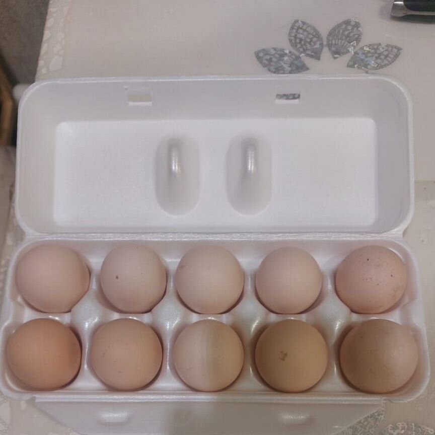 Инкубационное яйцо аям цемани и ухейилюй