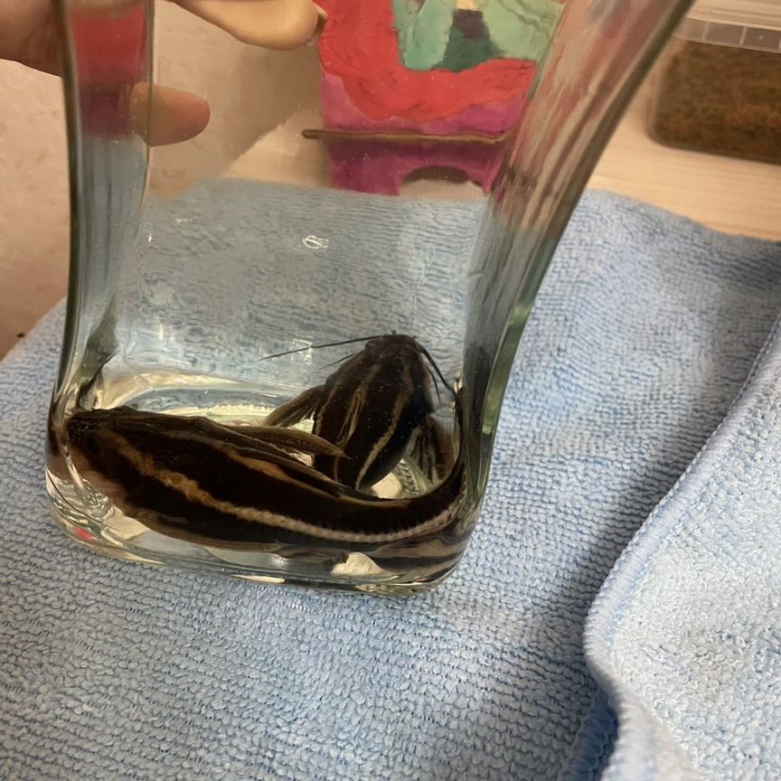 Сомы взрослые