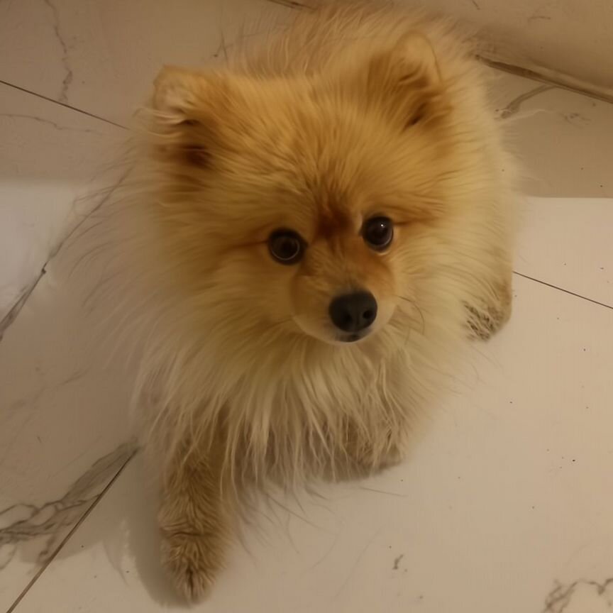 Померанский шпиц, взрослая собака