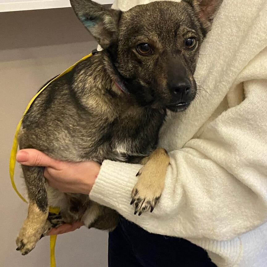 Маленькая собачка в добрые руки