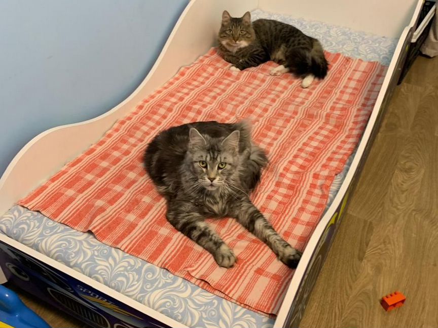Котята мейкун метис