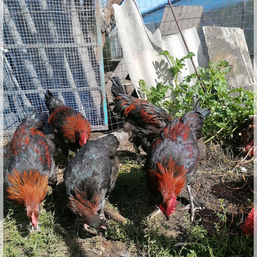 Маран чёрно-медный