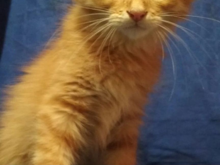 Котенок мальчик