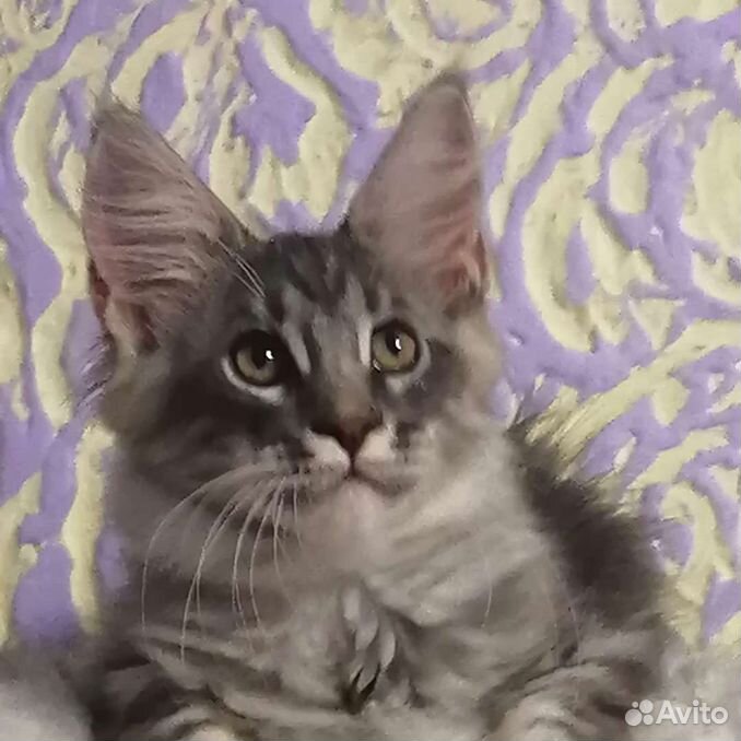 Серебрушки мраморные