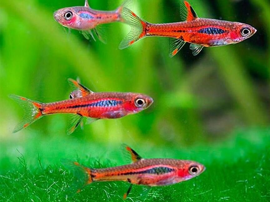 Расбора бригитта