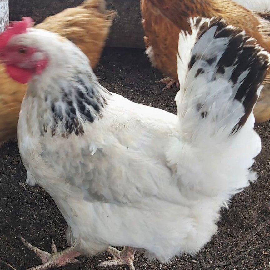 Адлеровская серебристая