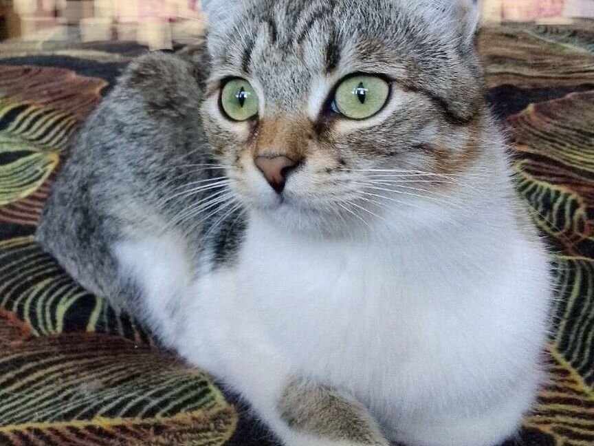 Славная девчушка ищет дом