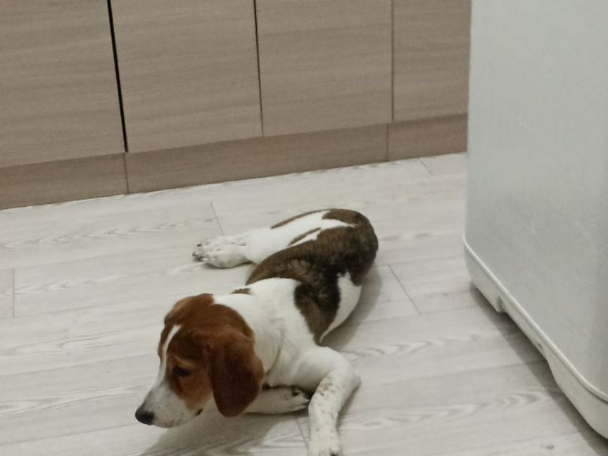 Собака в добрые руки