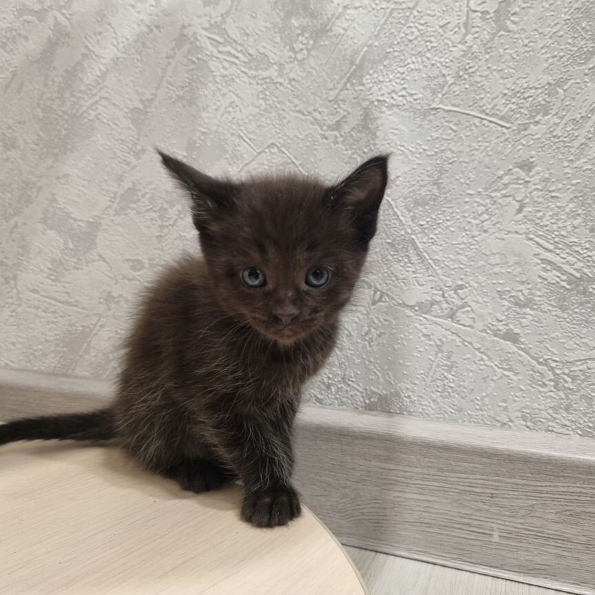 Отдам в добрые руки