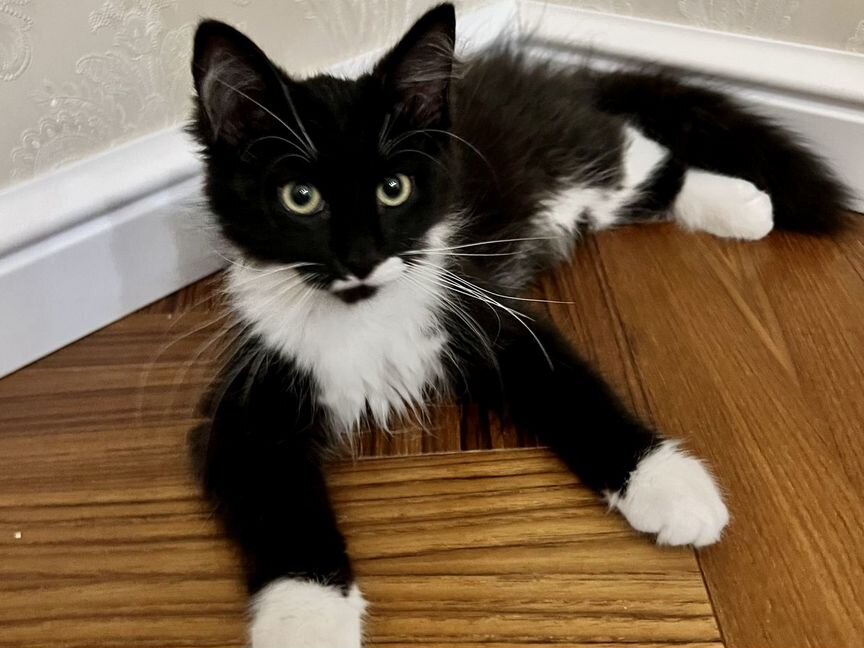 Котенок 4 месяца - мистер Шерлок