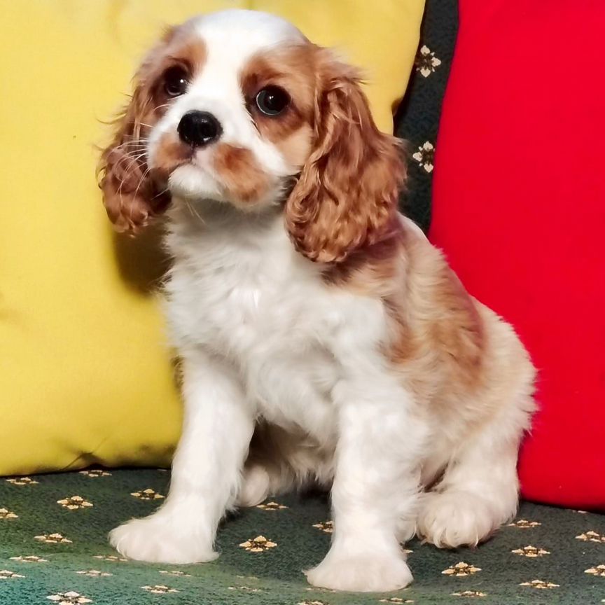 Кавалерчик