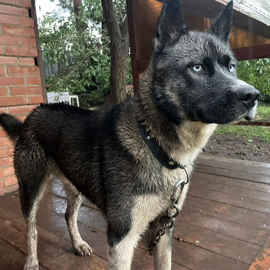 Сибирский хаски, взрослый пёс