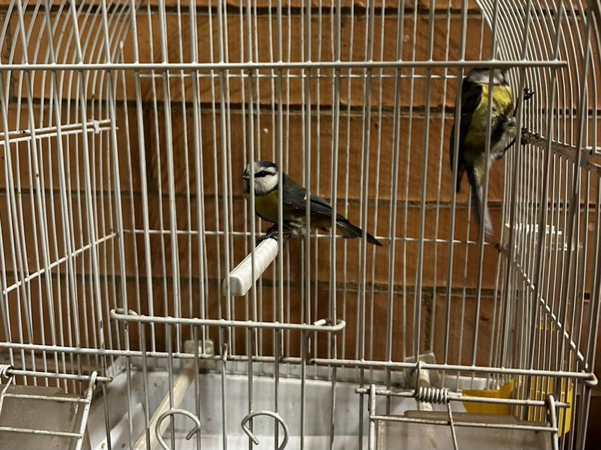 Синица Лазоревка