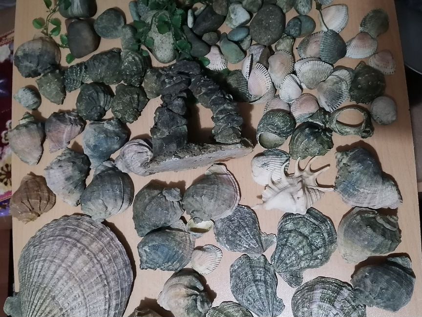 Ракушки для аквариума
